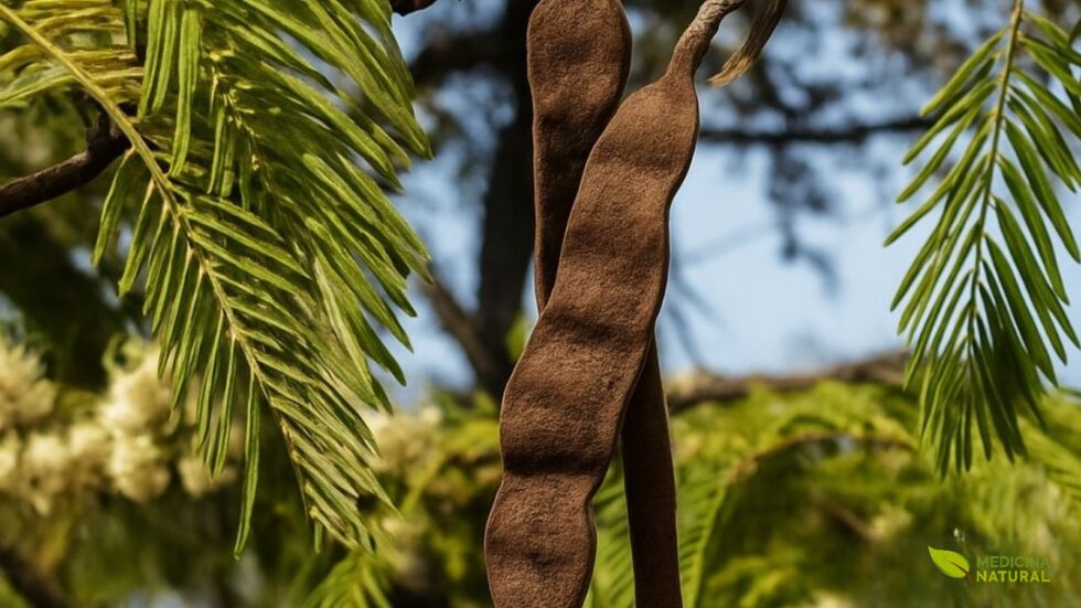 Angico: Farmácia Viva da Caatinga Para Inflamação e Tosse